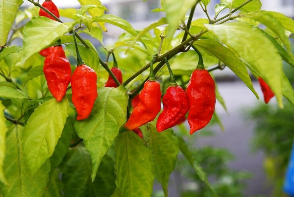 Naga Jolokia vs. Ghost Pepper: Unveiling the Heat and Flavor of These Fiery Chilis