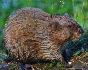 Nutria vs. Muskrat: Identifying Key Differences and Ecological Impacts