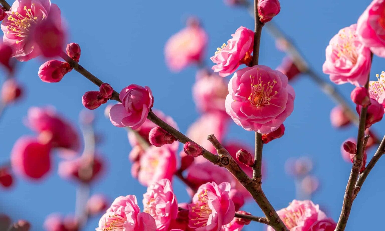 Mao's Ode to the Plum Blossom: Symbolism, History, and Cultural Impact