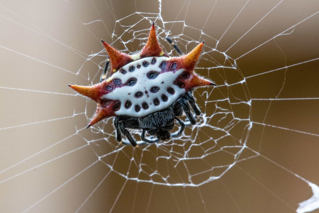 Are Orb Weaver Spiders Poisonous or Venomous? The Truth About Their Bite