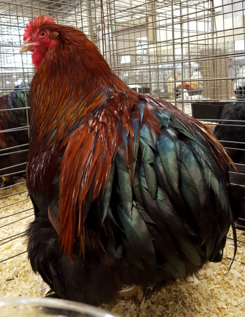 Partridge Cochin Chickens: A Complete Guide to Their Care ...