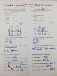 Free Printable Punnett Square Worksheets with Answer Keys (Beginner to ...