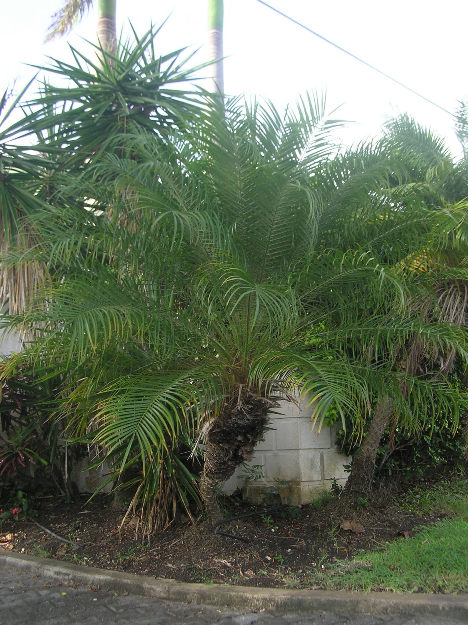 The Complete Guide to Pygmy Date Palm Care: Indoors & Out