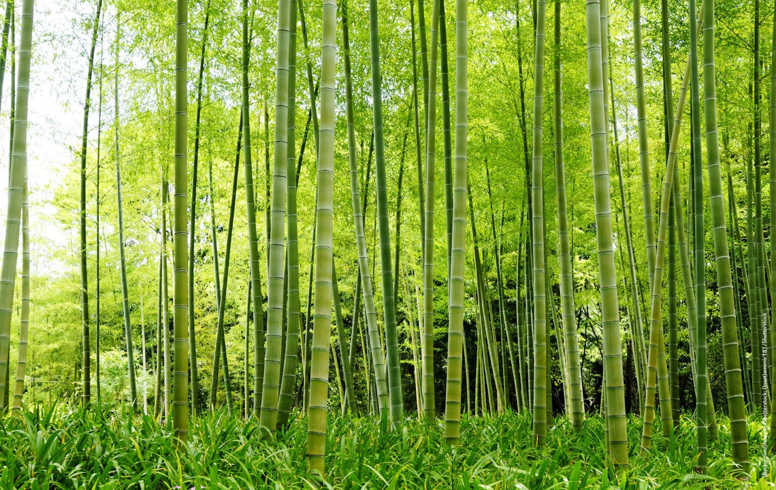 Redbird Math: A Comprehensive Review for K-7 Learning