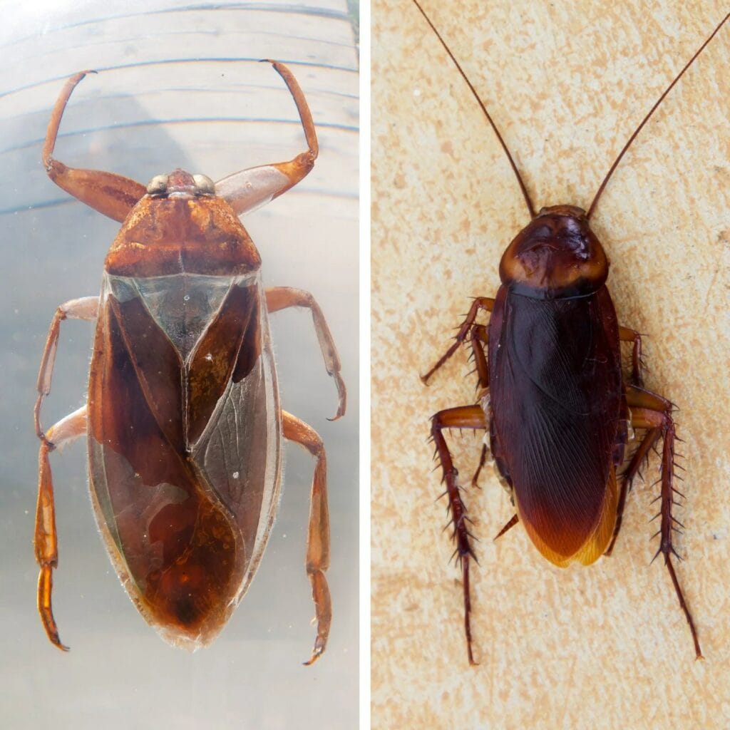 Roach or Water Bug: Unmasking the Misunderstood Pest and the True ...