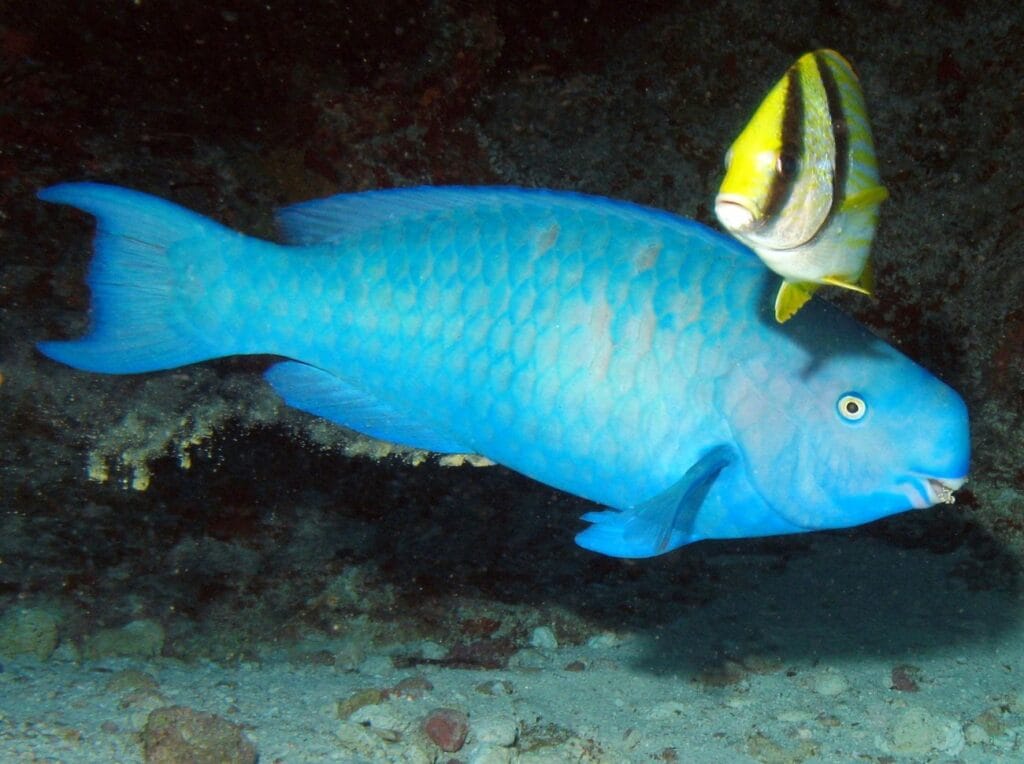 The Brilliant Blue Parrotfish (Scarus coeruleus): A Deep Dive into Its ...