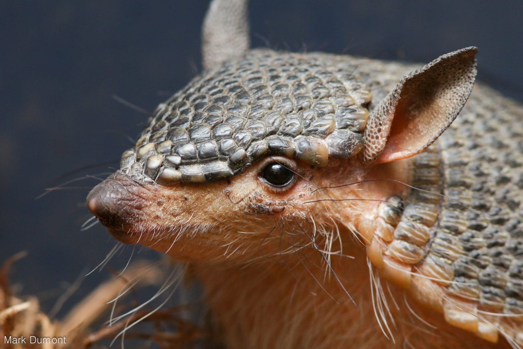 Unraveling the Mysteries of the Screaming Hairy Armadillo: Facts, Lifestyle, and Conservation