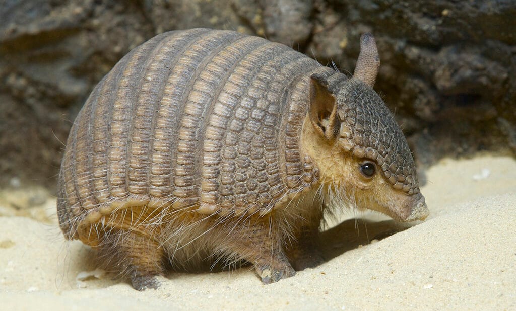 Screaming Hairy Armadillo: A Comprehensive Guide to Their Life, Habitat, and Conservation