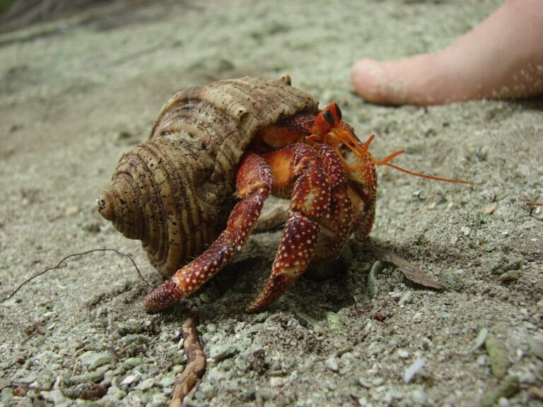 The Essential Guide to Seashells for Hermit Crabs: Choosing, Preparing ...