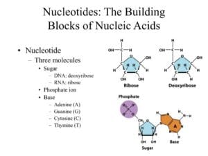 Sorting Nucleotide Building Blocks: A Guide to Classification and Naming