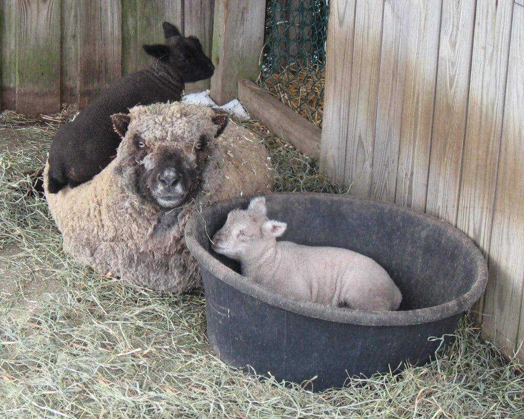 The Essential Guide to Southdown Ewes: Breeding, Management, and Modern ...