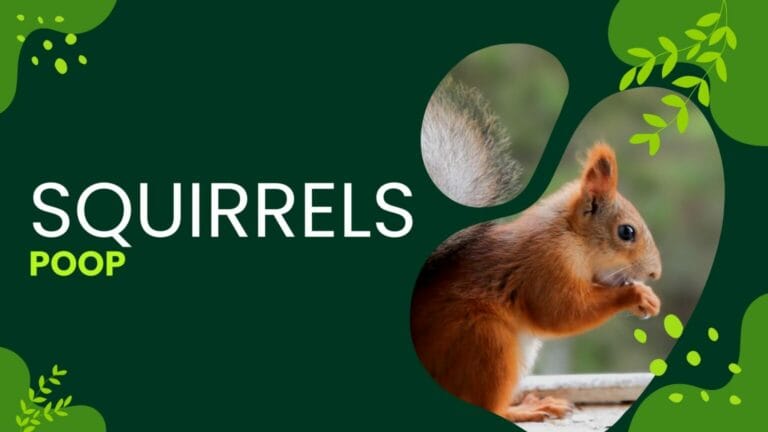 Squirrel Droppings vs. Rat Droppings: The Ultimate Identification Guide ...