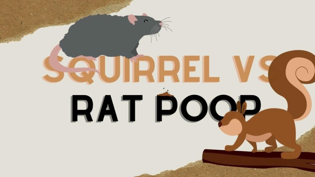 Squirrel Droppings vs. Rat Droppings: A Visual Guide to Accurate ...