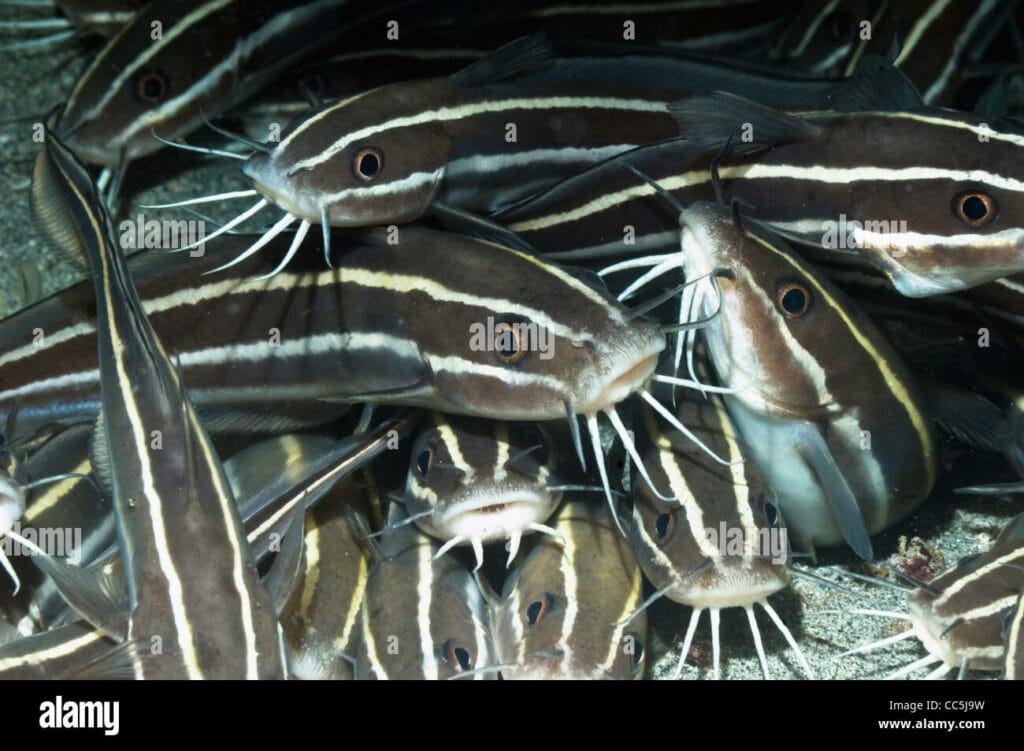 Striped Raphael Catfish (Talking Catfish): Care, Facts, and Tank Setup ...