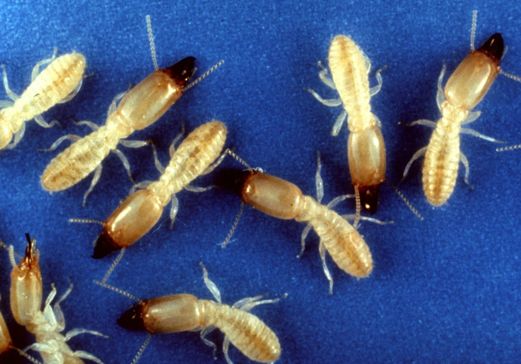 Understanding Termite Larvae: Identification, Lifecycle, and Control