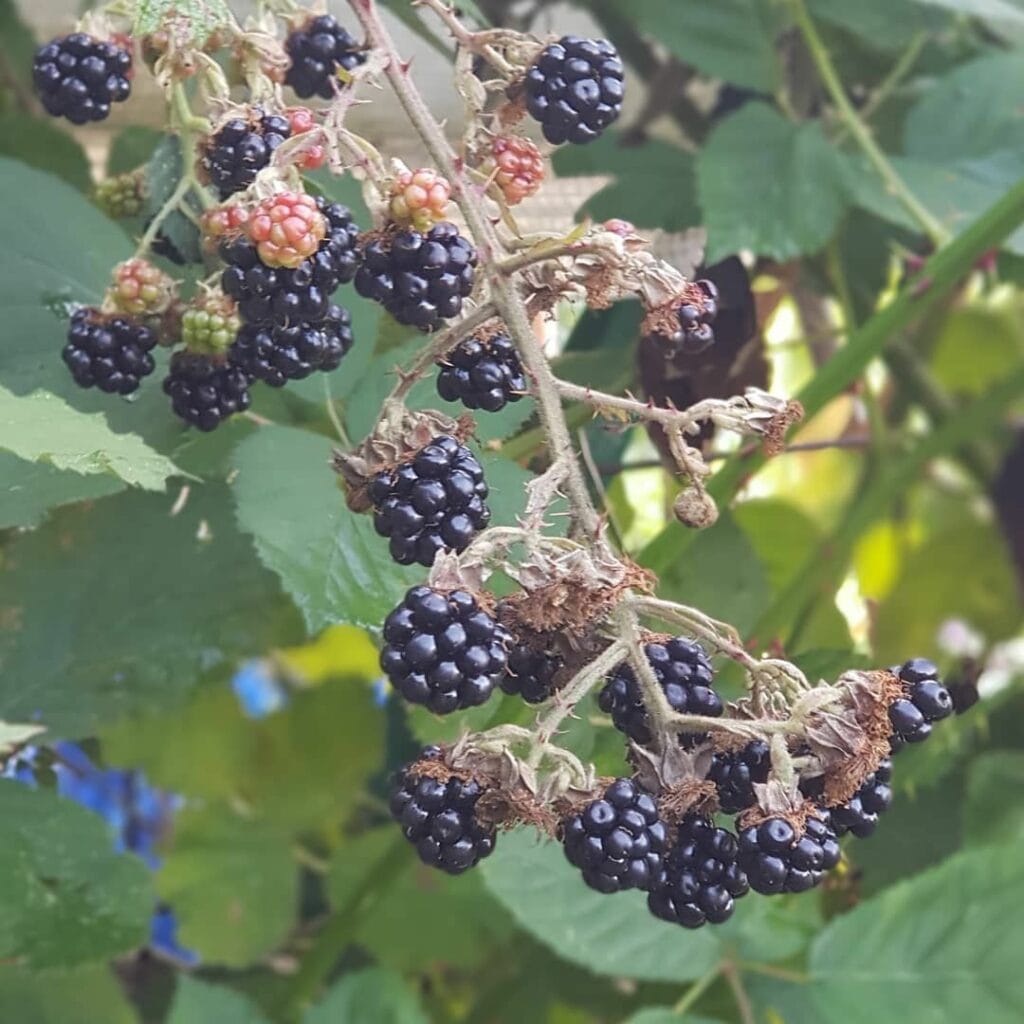 The Blacker the Berry, the Sweeter the Juice: Exploring the Meaning ...