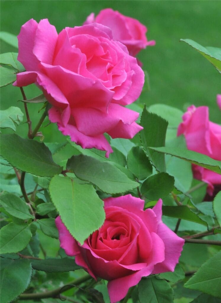 The Complete Guide to Thornless Roses: Discover the Beauty and Ease of ...