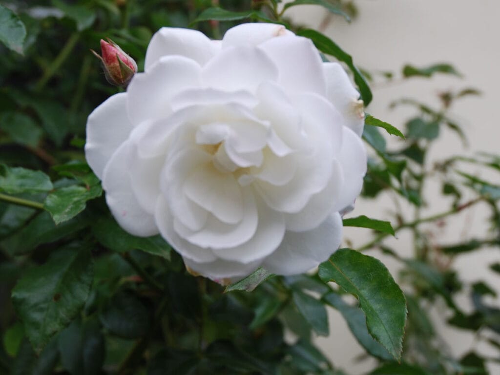 The Complete Guide to Thornless Roses: Growing & Enjoying Roses Without ...