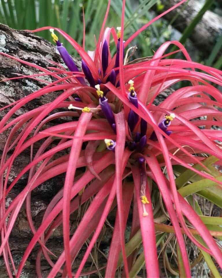 The Ultimate Guide to Tillandsia Air Plant Varieties: Care, Display ...