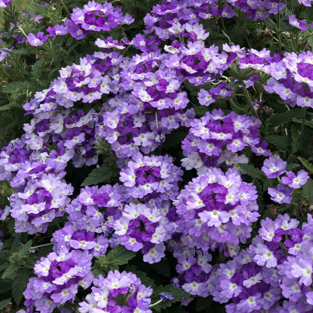 Trailing Verbena: A Comprehensive Guide to Growing and Caring for this ...