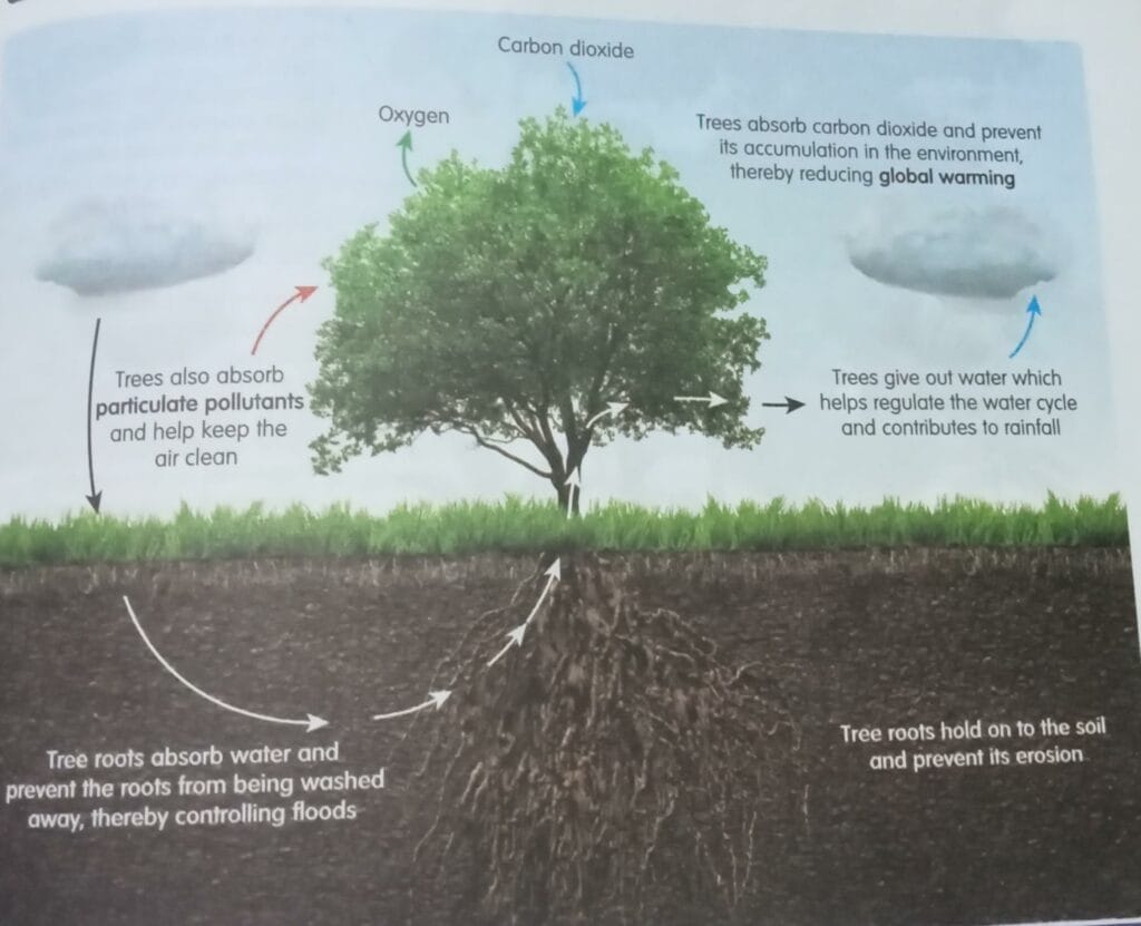 Visualizing Nature's Analogies: The Venn Diagram of Trees and Body Parts