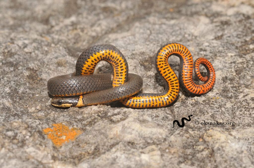 Venomous Snakes of Oklahoma: A Comprehensive Guide to Identification ...