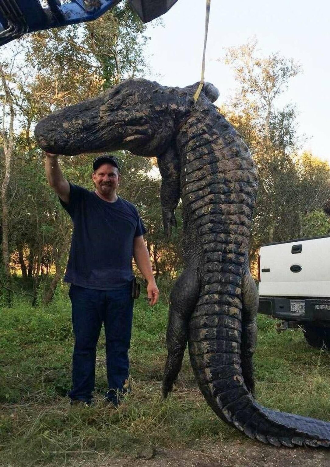 Lake Erie's Alligator Mystery: Can They Survive?