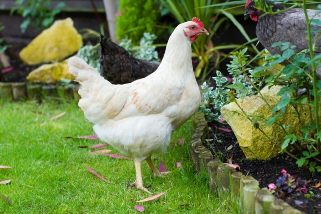 Amberlink Chickens: A Complete Guide to Raising These Prolific Layers