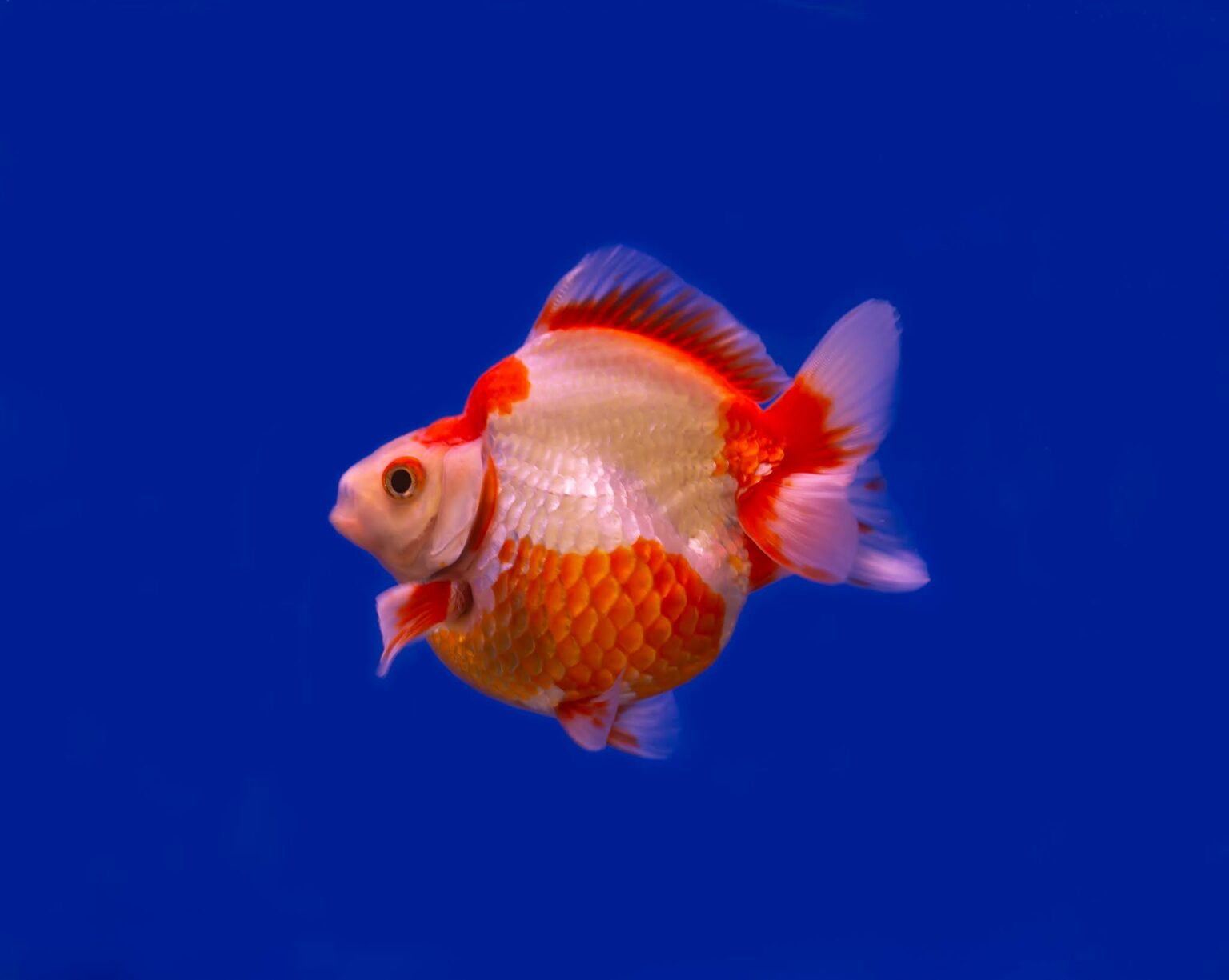 Breeding Ryukin Goldfish: A Comprehensive Guide from Tank Setup to Fry Care