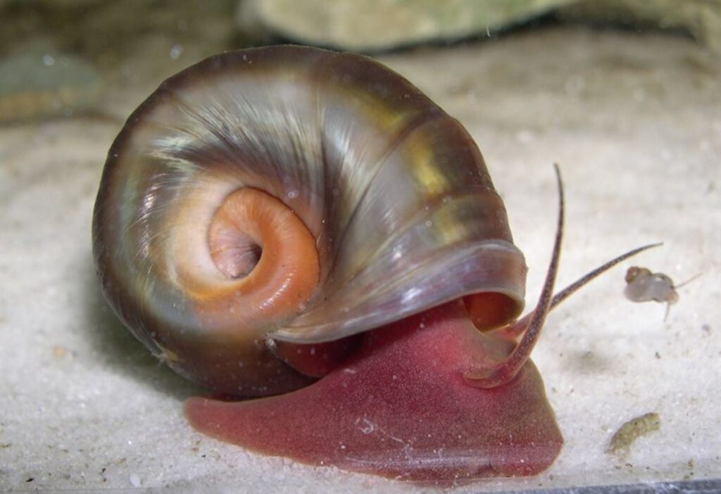 Can Snails Swim? Unraveling the Mystery of Aquatic Snail Locomotion