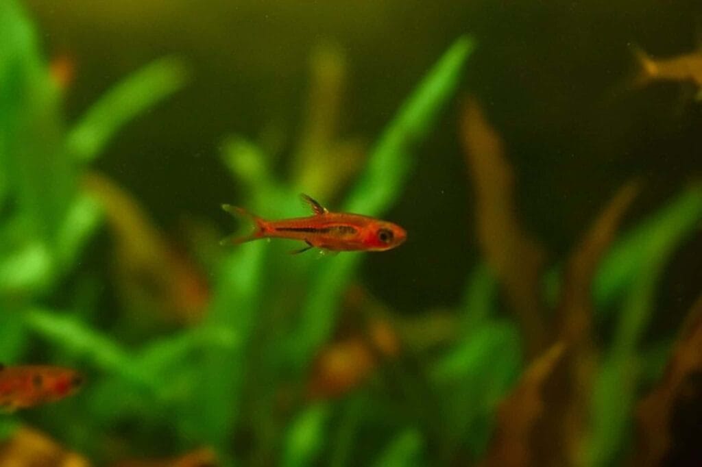 Celestial Pearl Danio: The Complete Care and Breeding Guide