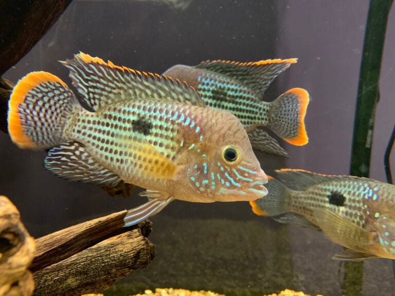 Green Terror Cichlid Care Guide: Size, Tank Mates, and Aggression