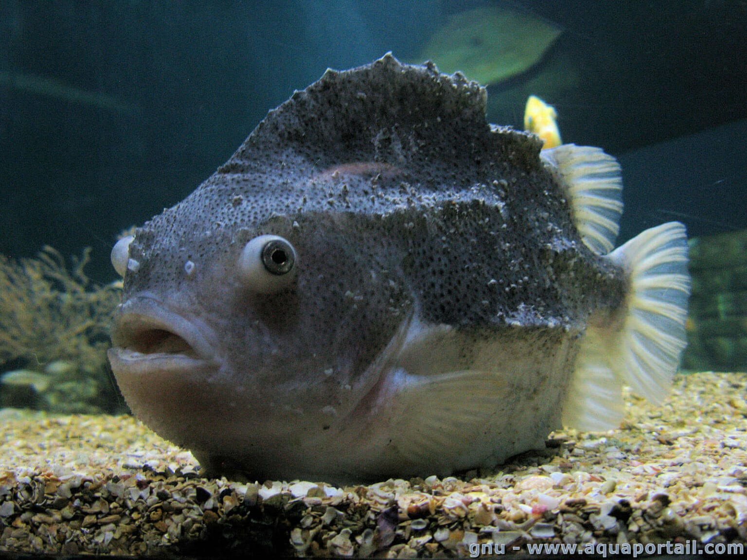 The Curious World of Lumpsuckers: Exploring the Secrets of Cyclopteridae