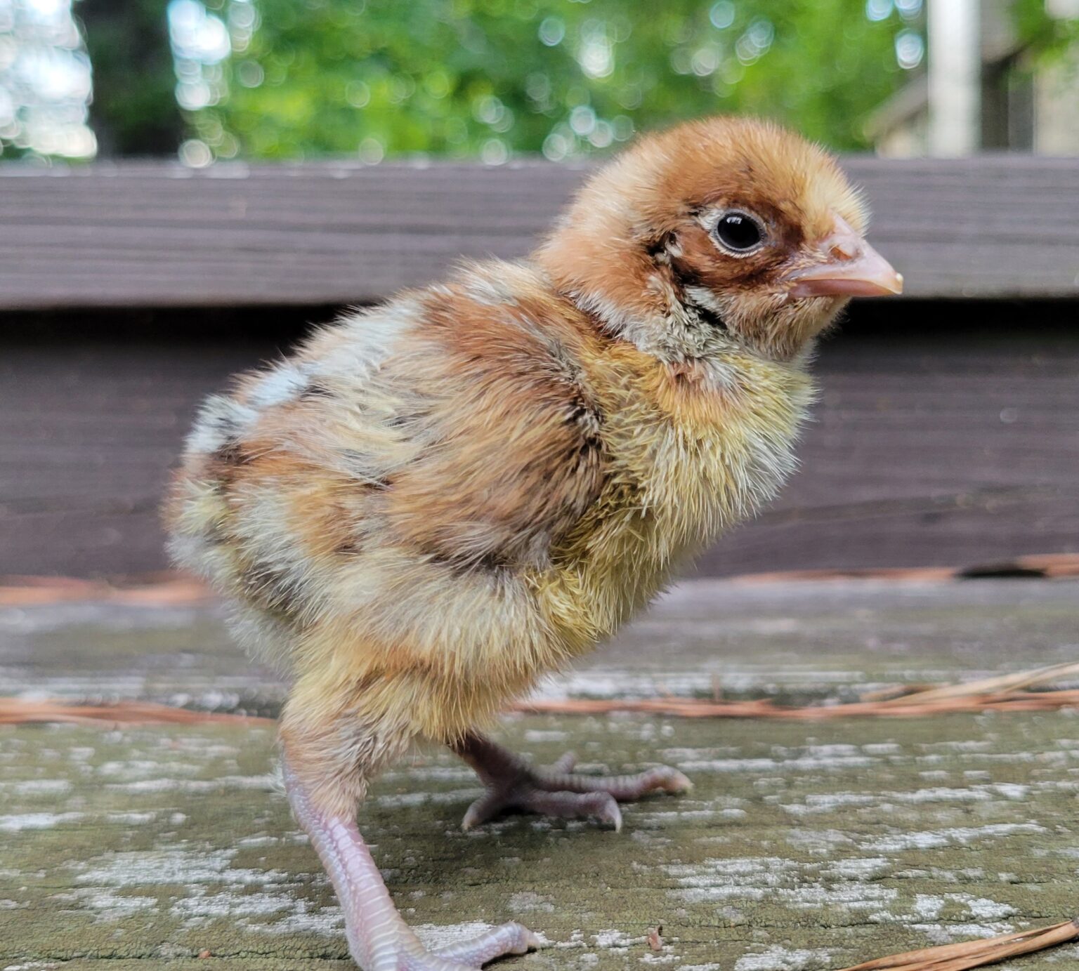 Deathlayer Chickens: A Complete Guide to Their History, Care, and Egg ...