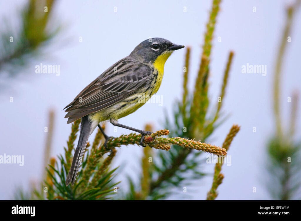 Kirtland's Warbler (Dendroica kirtlandii / Setophaga kirtlandii ...