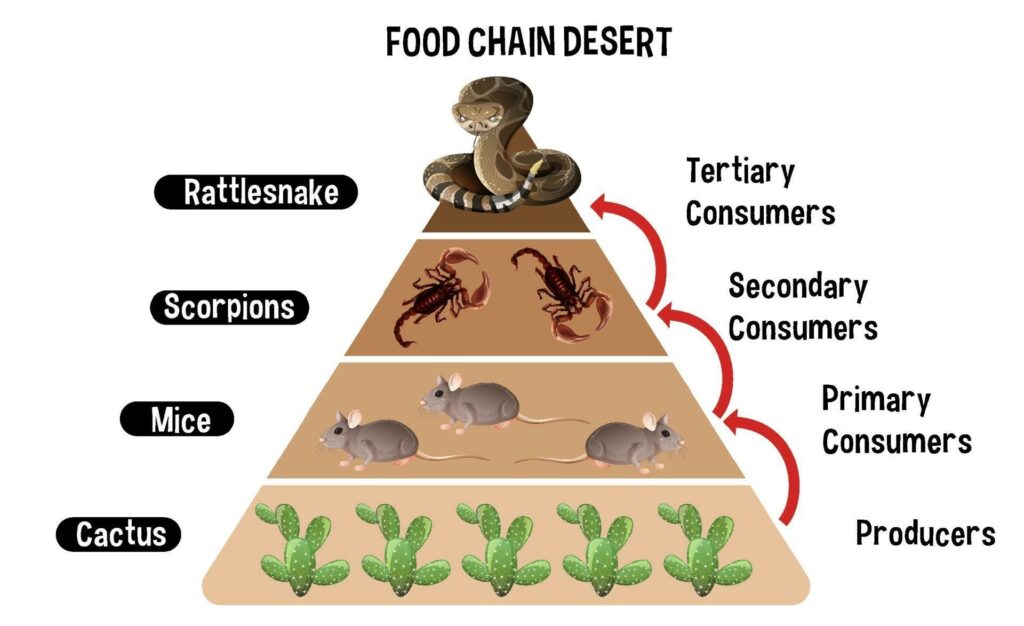 The Desert Ecosystem Food Web: A Delicate Balance of Life in Extreme ...