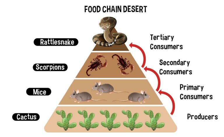 The Desert Ecosystem Food Web: A Delicate Balance of Life in Extreme ...