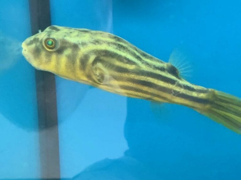 The Definitive Guide to Fahaka Puffer Fish: Expert Advice on Care, Tank ...