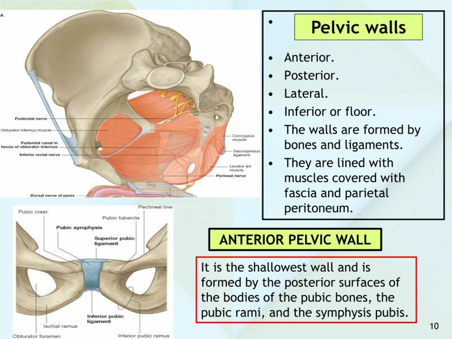 Understanding the Ischiopubic Ramus: Anatomy, Function, and Clinical ...