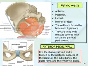Understanding the Ischiopubic Ramus: Anatomy, Function, and Clinical ...