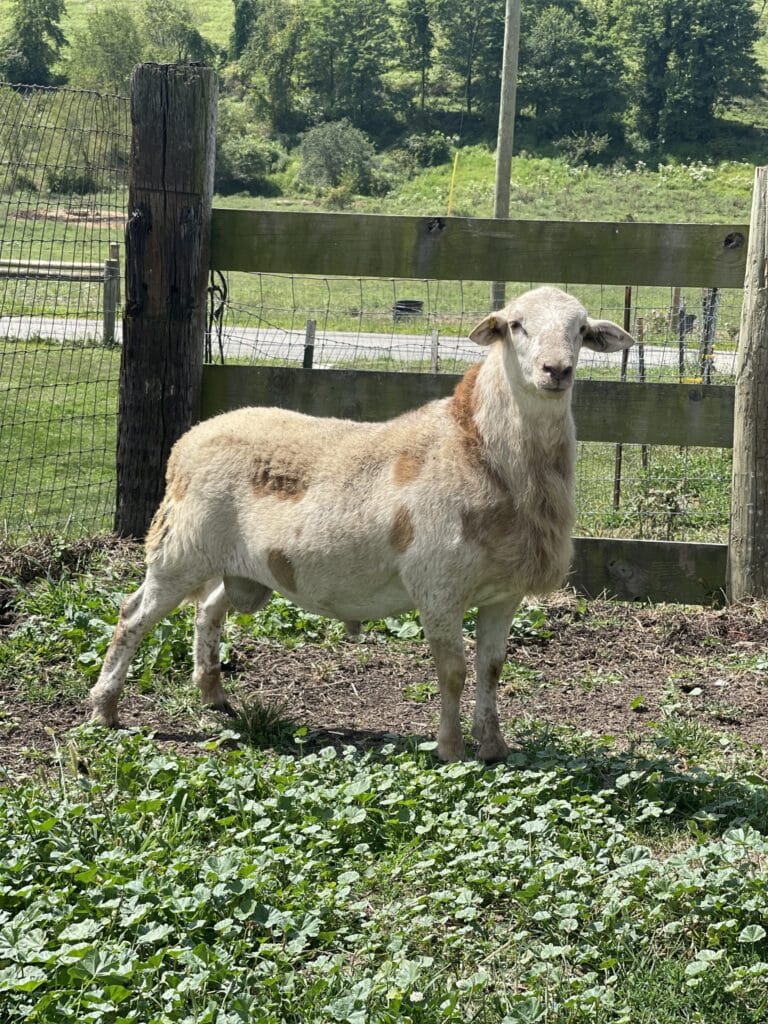 Katahdin Sheep in Maine: A Comprehensive Guide to the Breed & Local Farms