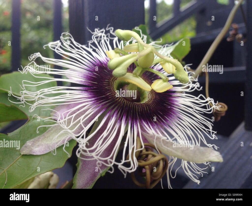 Growing Lilikoi: A Complete Guide to the Hawaiian Passion Fruit