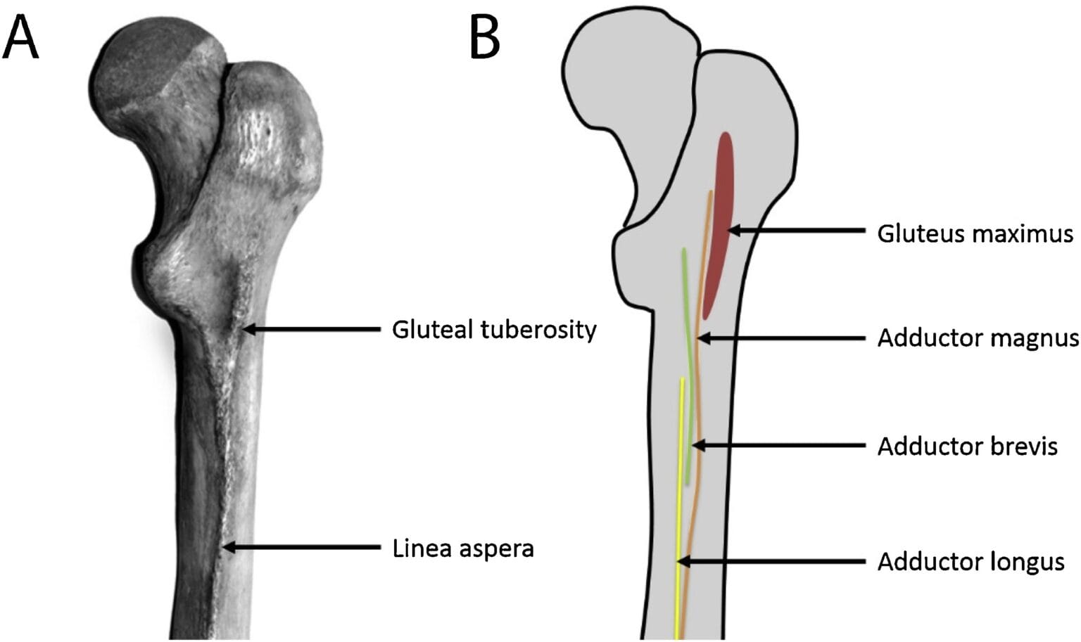 Decoding the Linea Aspera: A Comprehensive Guide to Femur Anatomy and ...