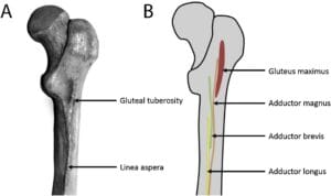 Decoding the Linea Aspera: A Comprehensive Guide to Femur Anatomy and ...