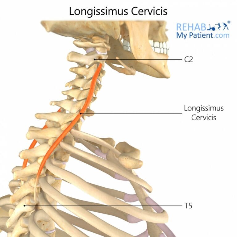 Longissimus Capitis: Anatomy, Function, and Clinical Implications