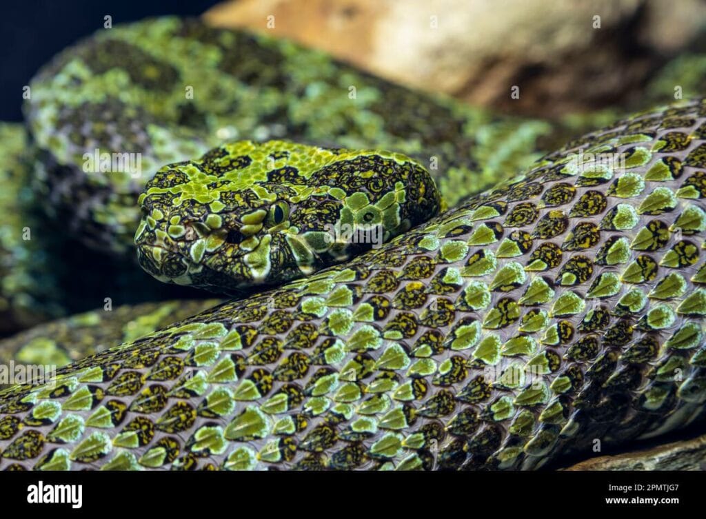 Mangshan Viper: A Guide to China's Endangered Pit Viper