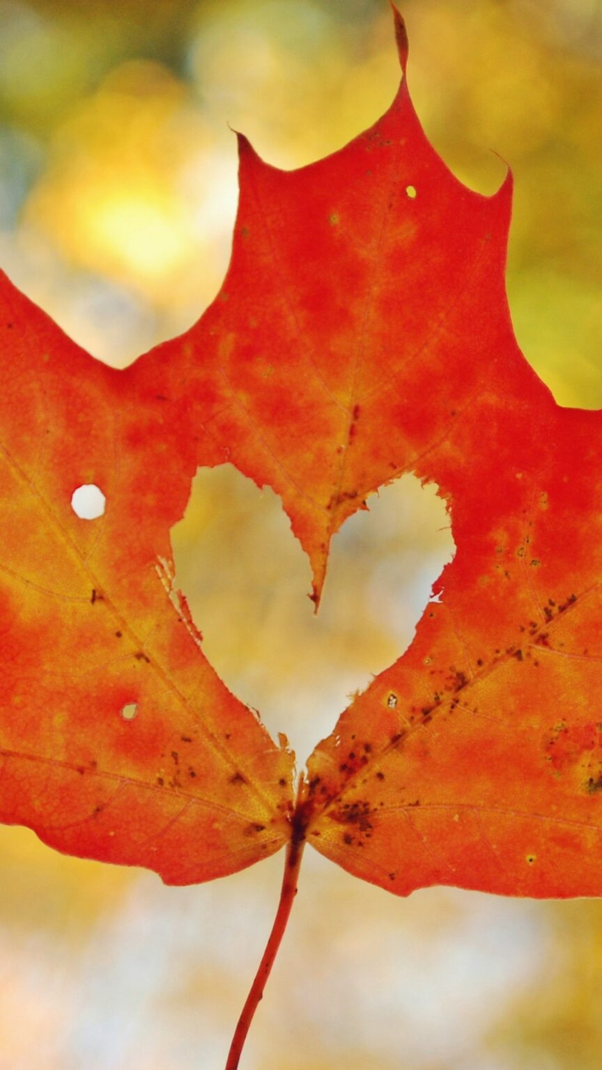Decoding the Romantic Meaning of the Maple Leaf