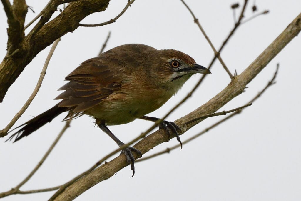 The Elusive Moustached Warbler: A Comprehensive Guide to Identification ...