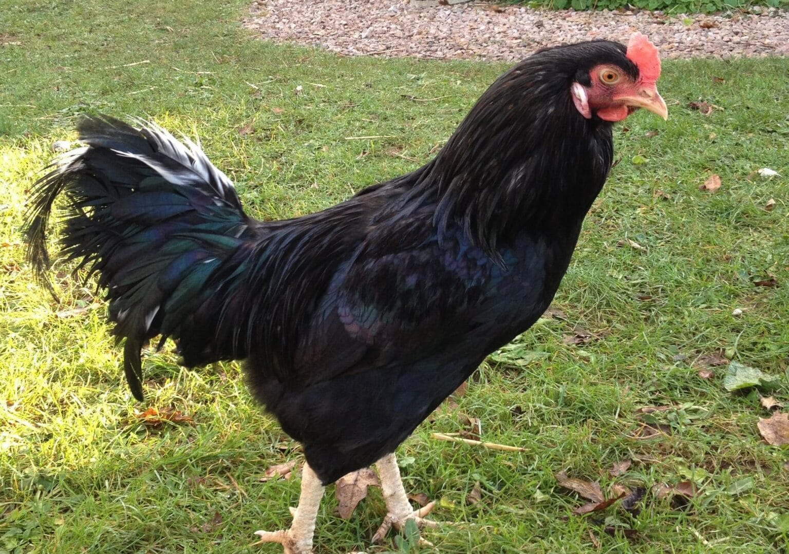 Mystic Maran Chickens: Unveiling the Secrets of this Dark-Egged Beauty