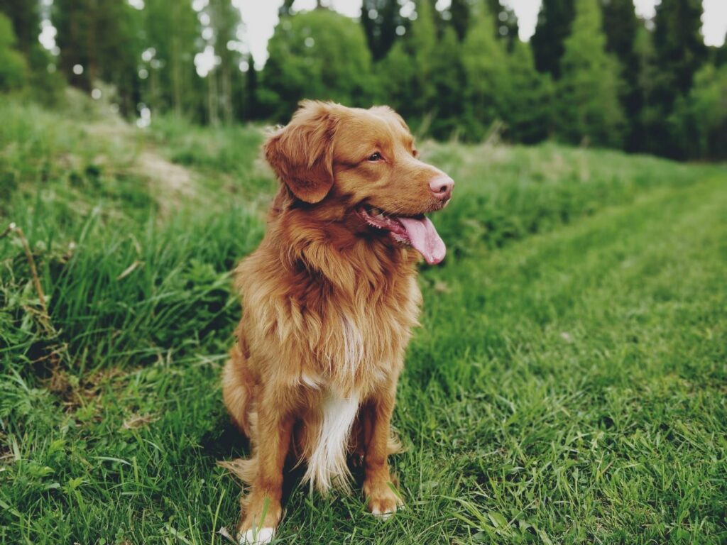 Finding the Best Nova Scotia Duck Tolling Retriever Breeders in Canada